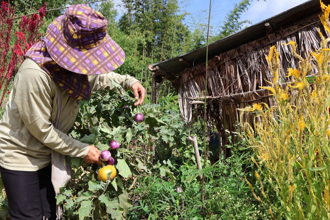 The Forest as Home for Thailand's Indigenous People - Diakonia EN